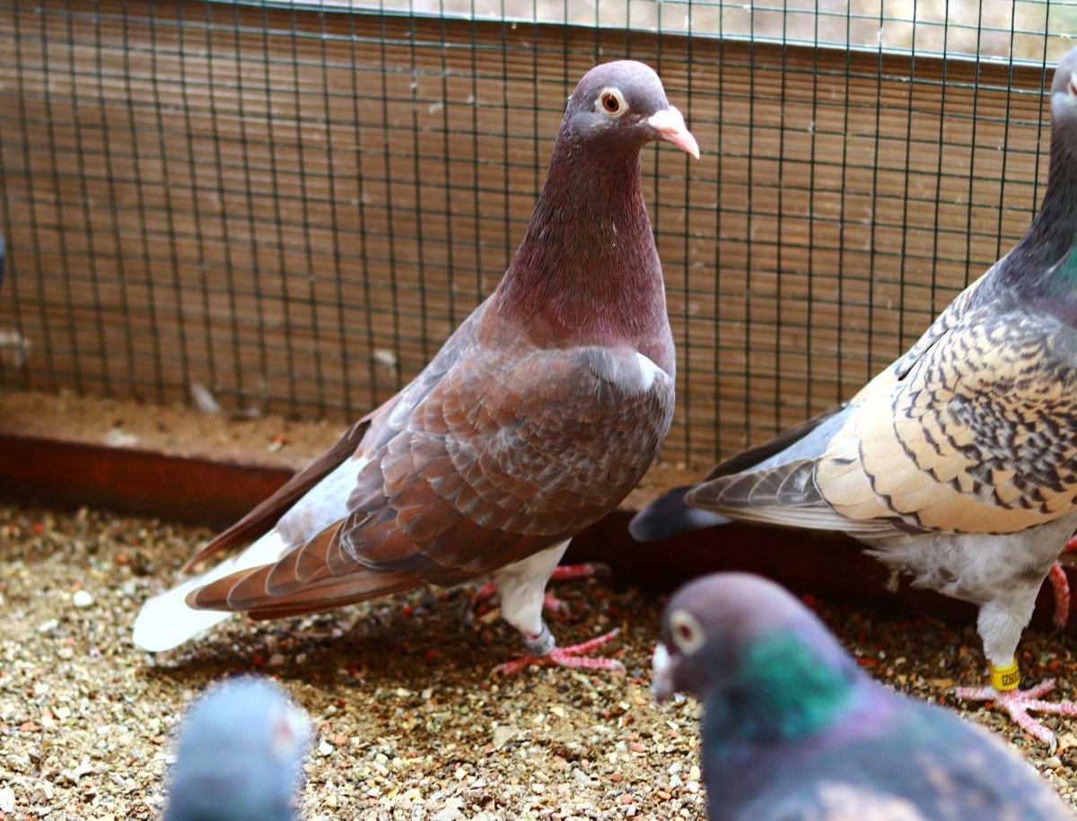 Voiajori Ember / Ember Racing Pigeons – 2025 – Meniu – Voiajori sport ...