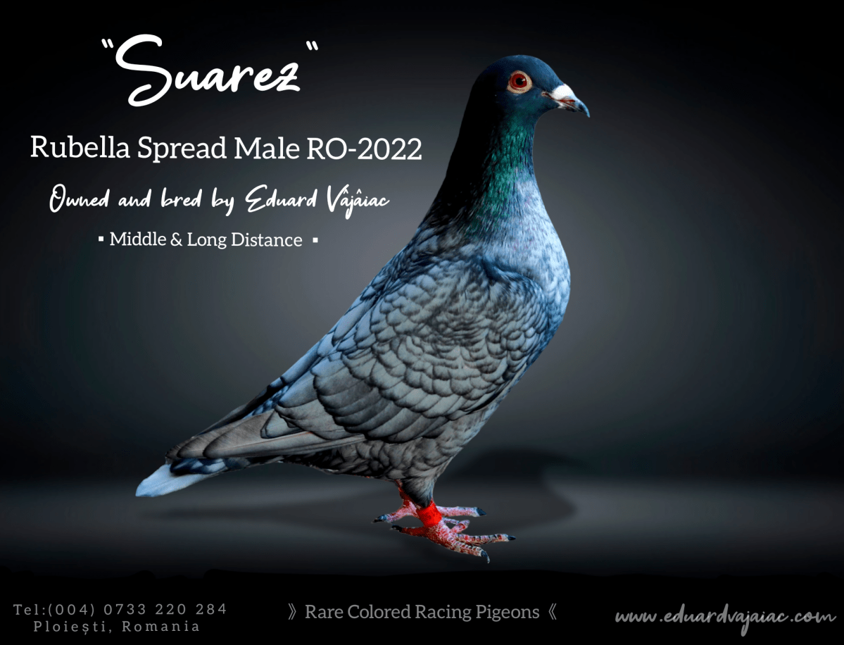 Voiajori Rubella / Rubella racing pigeons – 2025 – Meniu – Voiajori ...