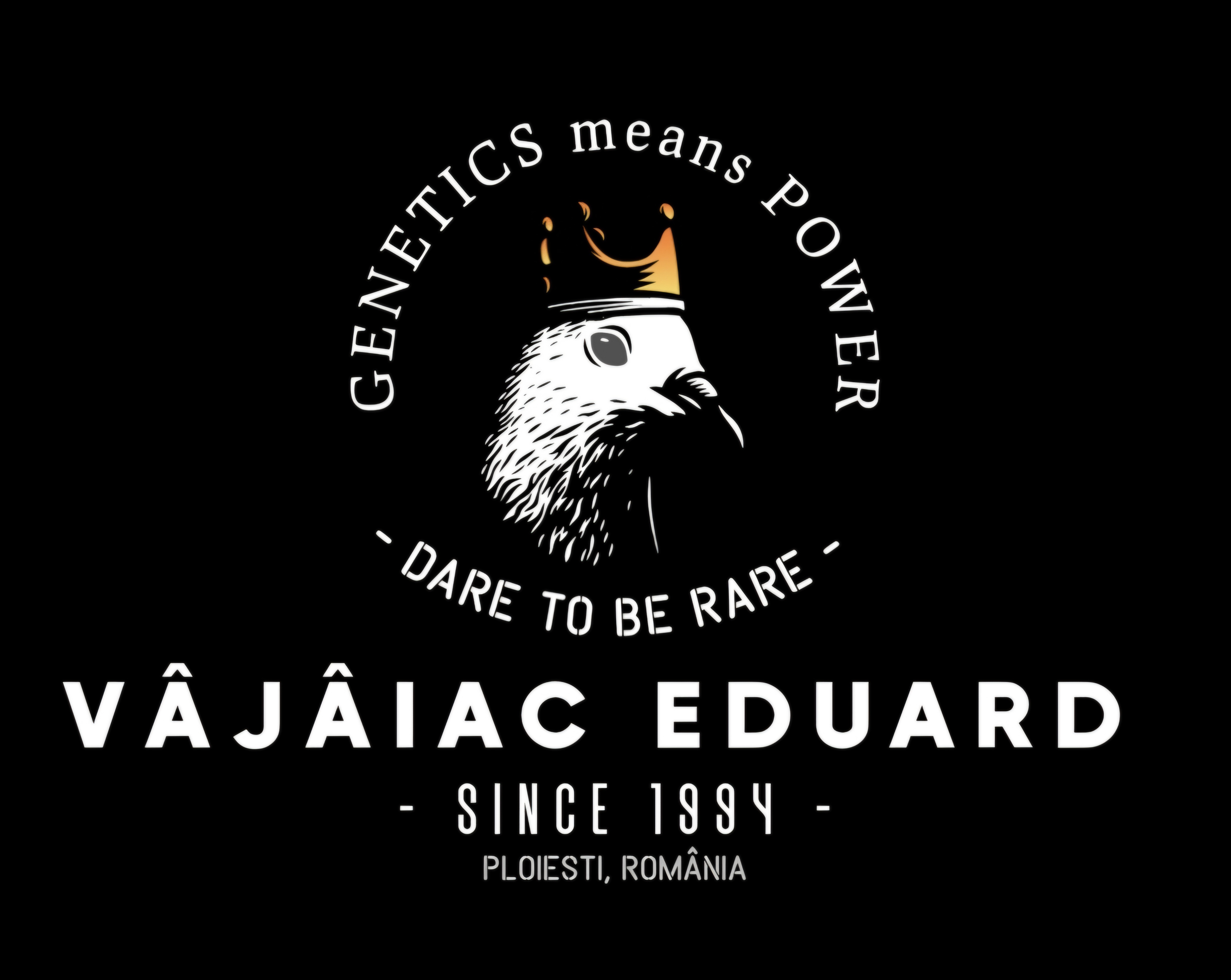 Voiajori Rubella / Rubella racing pigeons – 2025 – Meniu – Voiajori ...